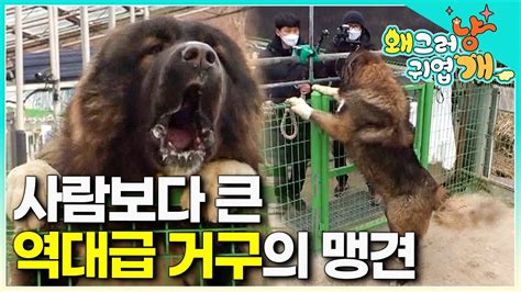 불곰을 의심케하는 초초초 대형견들의 등장 코카시안 오브차카 남매의 위협적인 공격성 왜그러냥귀엽개 YouTube