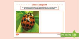 How To Draw A Bird Activity Teacher Made Twinkl