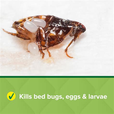 Bed Bug Larvae And Eggs
