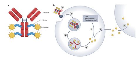 万字详解adc药物payload
