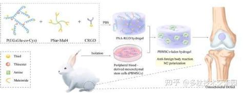 一种用于骨软骨缺损修复的免疫调节多肽水凝胶 知乎