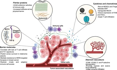 Extracellular Matrix Components Present In The Tme That Play Active Download Scientific Diagram