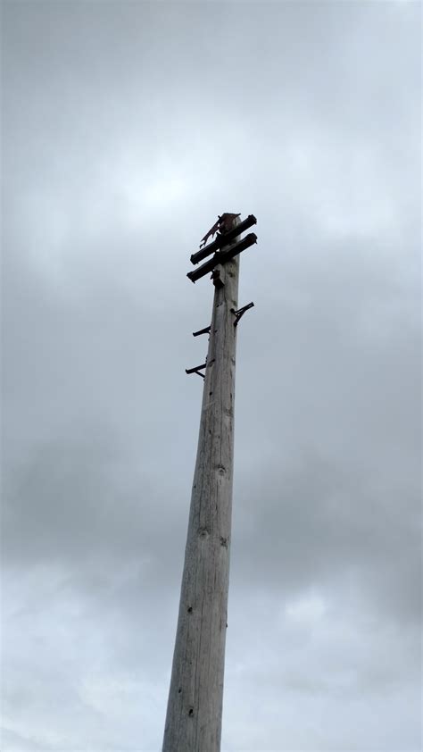 Telegraph Poles The Telegraph Pole Appreciation Society
