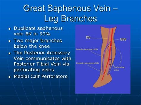 Great Saphenous Vein Anatomy