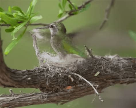 A Tiny Architect Watch This Hummingbird Building A Nest