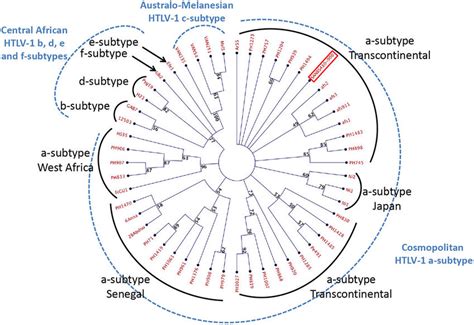 Phylogenetic Analysis Download Scientific Diagram