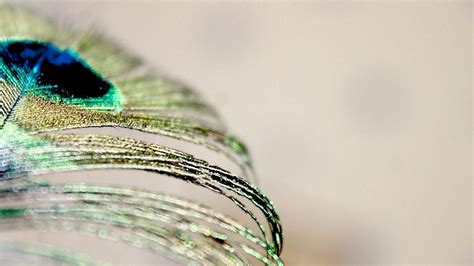 Peacock Feather Wallpapers Wallpaper Cave Peacock Feather Wallpapers Wallpaper Cave