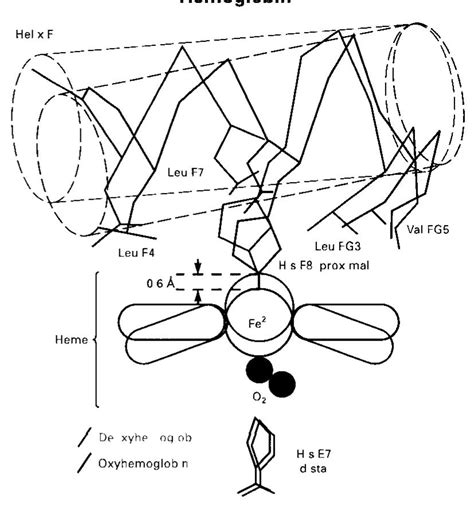 2 5 Oxygen Dissociation Curves For Hemoglobin — Black And