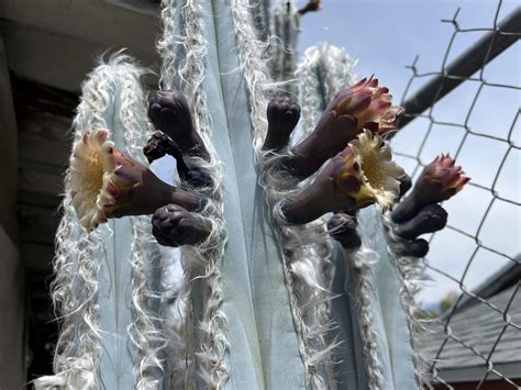 Latin Binomial Nomenclature Identification Help R Cactus