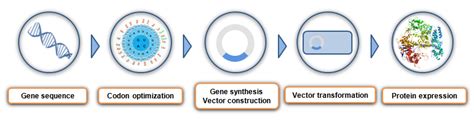 Protein Expression Protocol And Troubleshooting In E Coli