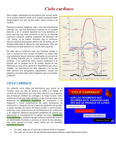 Ciclo Cardiaco Pdf Ventrículo Corazón Sistema Circulatorio