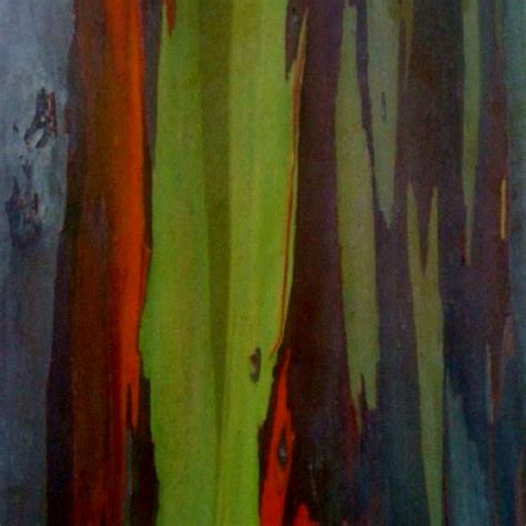 Colorful Eucalyptus Bark