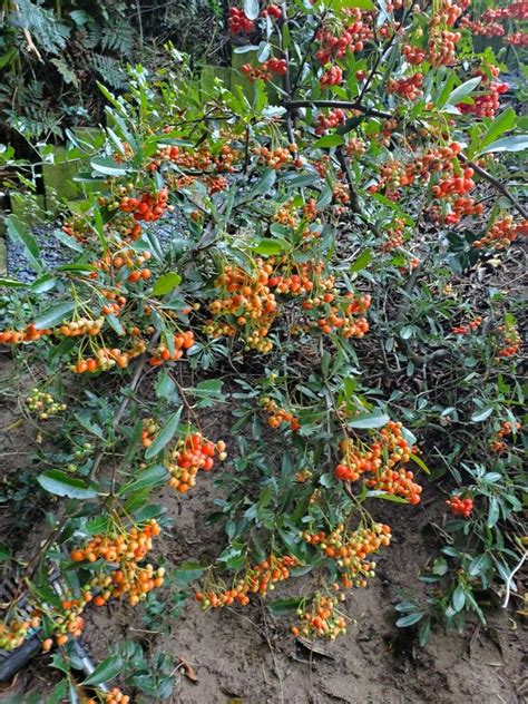 Toyon Berries A Native Fruitful Shrub