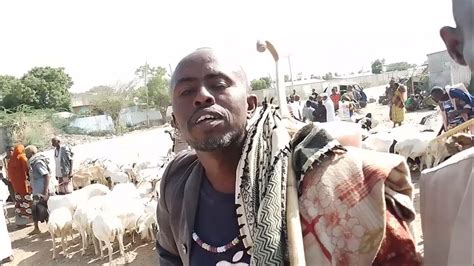 Kala Iibsiga Suuqa Xoolaha Shiniile Youtube