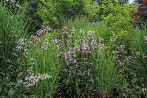 Panicum Virgatum Purple Tears Switchgrass Bumbees