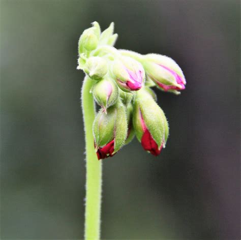 Red Geranium Bloom Free Photo On Pixabay Pixabay