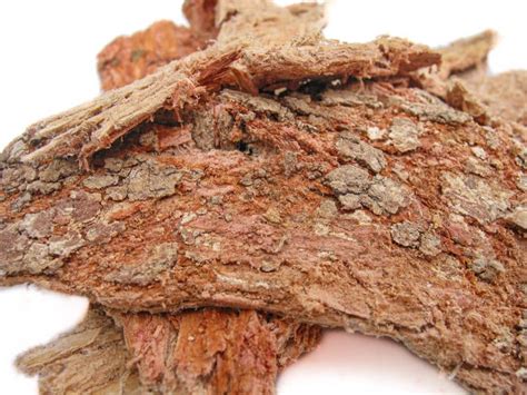 Cancerina Semialarium Mexicanum