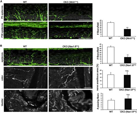 Runx1 Is Required Selectively For Sensory Innervation To The Epidermis Download Scientific