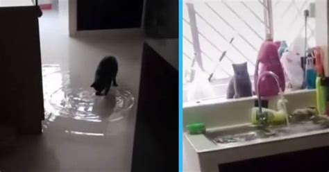 Cats Turned On Taps And Flooded House Twice When Owner Was Sleeping