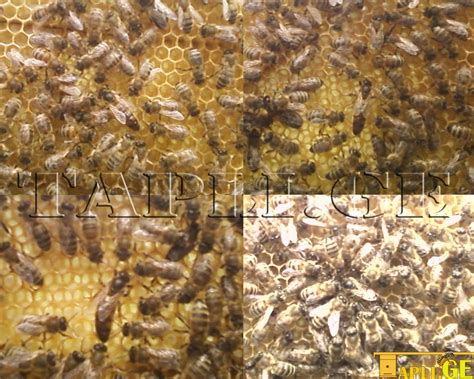 დედა ფუტკარი