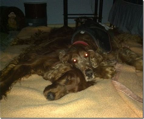 Irish Setter PICTURE GALLERY Irish Setters Australia