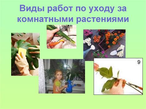 Комнатные растения Уход за комнатными растениями презентация онлайн
