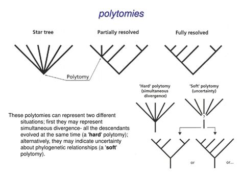 Ppt Molecular Phylogenetics Powerpoint Presentation Free Download