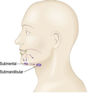 Diagnosis Examination Pocket Dentistry