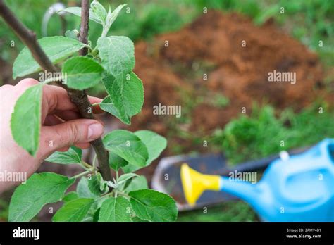 An Apple Tree Seedling In The Garden Is Prepared For Planting In The Open Ground Fruit Tree