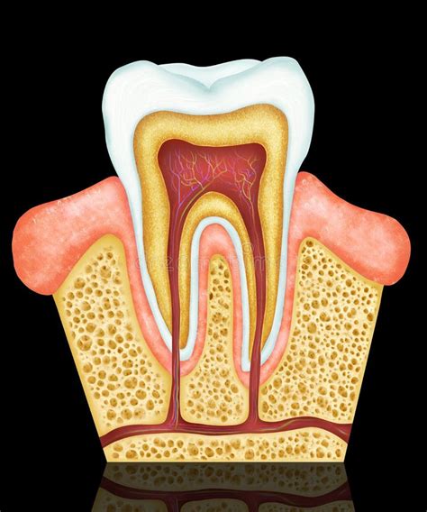 Tand Anatomie Stock Illustratie Illustration Of Tandarts 75699312