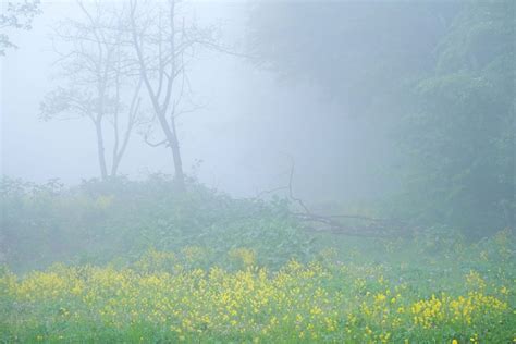 霧夢 GANREF