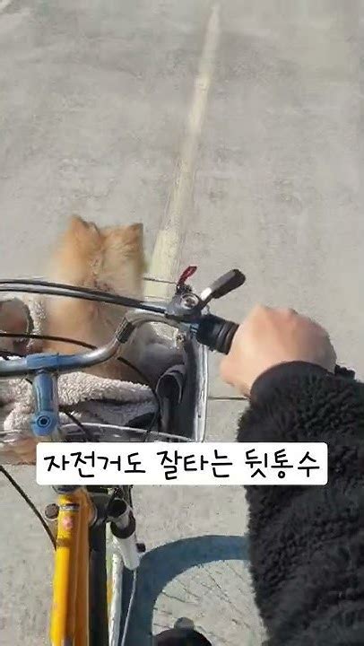 자전거 바구니에 쏙 Youtube