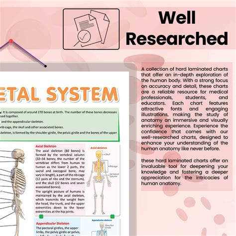 Human Skeleton Poster Human Skeleton Chart Paper