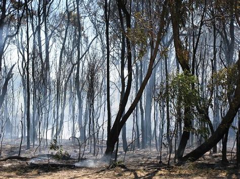 Free Stock Image Of Forest Fire