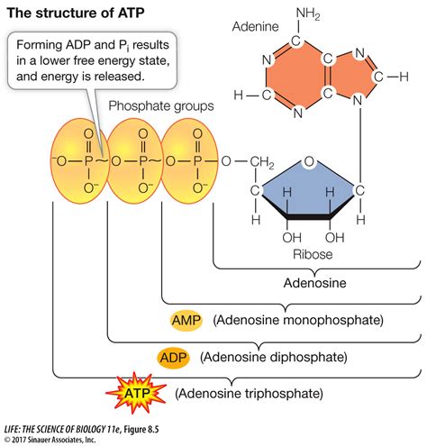 Adp Mononucleotides ADP And ATP Structure And Function