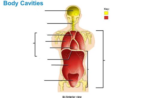Anatomy Lab Quiz 1 Diagram 3 Pt 1 Diagram Quizlet