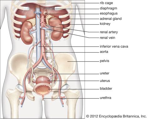 Renal System Tubule Function Urine Formation Excretion Britannica