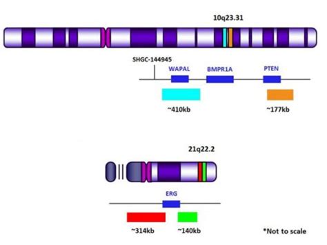 FISH Reagents Fish Probe Manufacturer Biocare Medical