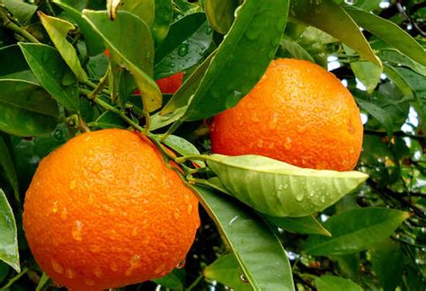 Para Qué Sirve La Hoja De Naranja【¿qué Curan】