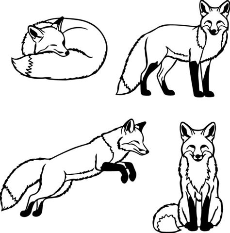 Fox Poses Vector Art Icons And Graphics For Free Download