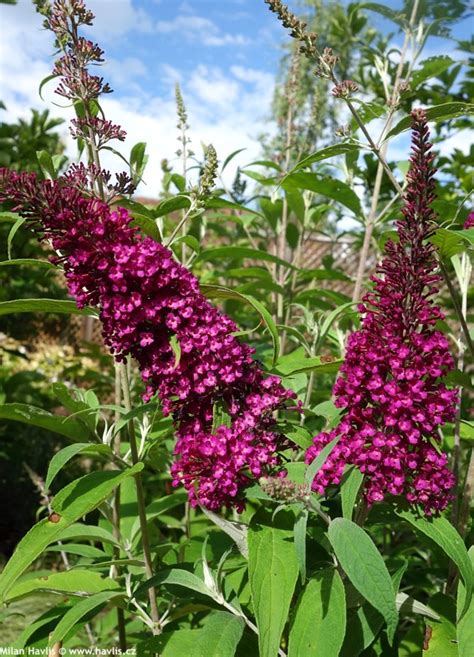 Buddleja Davidii Lonplum Sugar Plum Buddleja Butterfly Bush Havlis Cz