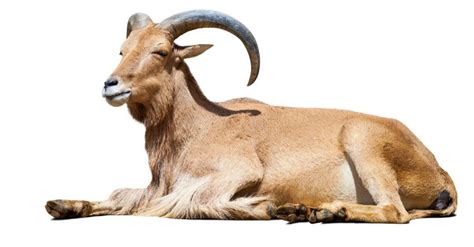 Ibex Animal Facts Az Animals