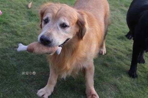 狗狗也有自己的认错方式，这6个姿态是跟主人道歉，宠主们注意啦犯错