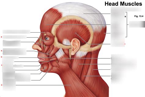 Muscles Of The Head Sagittal View Diagram Quizlet