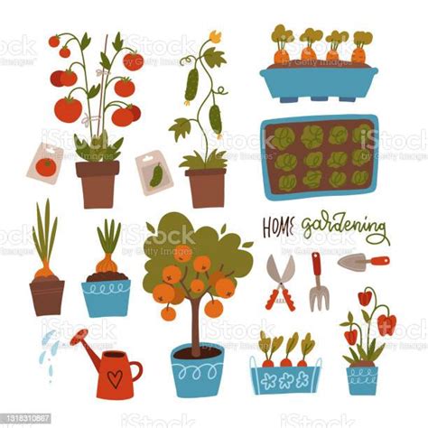 씨앗과 묘목 세트 콩나물의 발아 심기 위한 도구 냄비 및 토양 흰색 배경에 벡터 일러스트레이션을 분리한 원예 요소 컬렉션 심기에 대한 스톡 벡터 아트 및 기타 이미지