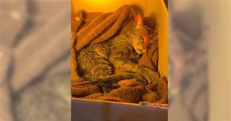虎斑貓遭熱水澆頭燙死 飼主稱「自己撞到熱水瓶」 生活 Ctwant