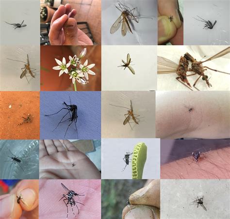 Mosquito Alert Opens Its Set Of 20 000 Photographs To Train Deep