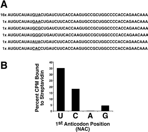 In Vitro Selection For Sense Codon Suppression