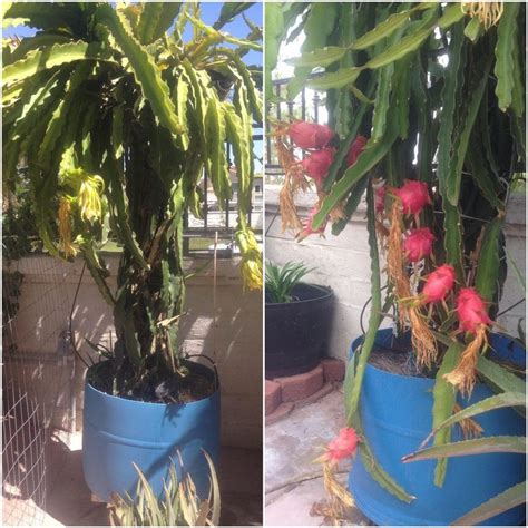 How To Build A Dragon Fruit Trellis Diy Ideas Guide Dragon Fruit