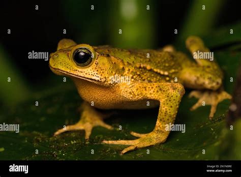 Green Climbing Toad Incilius Coniferus Puntarenas Costa Rica Stock